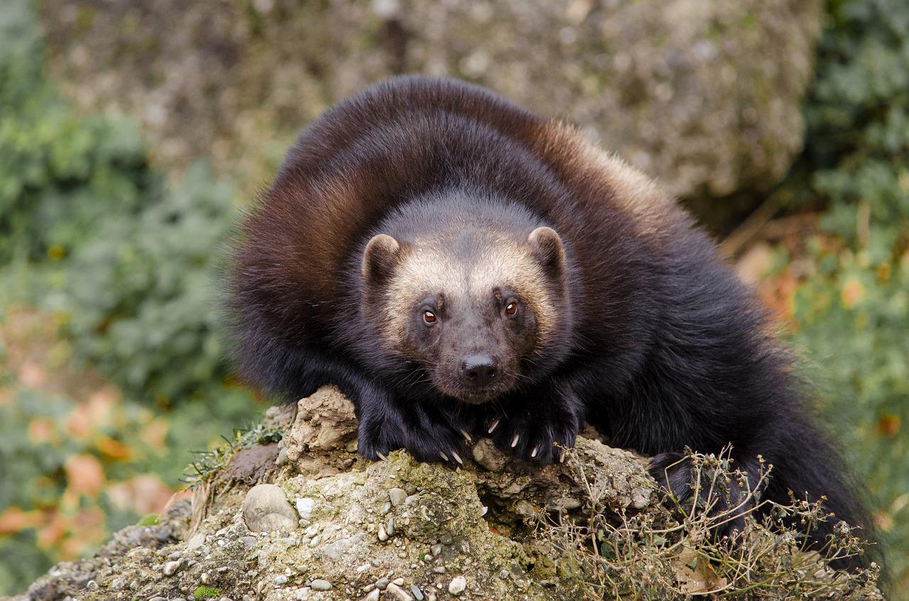 Wildlife in Scandinavia – The Strangest Wild Animals that You Can Spot ...