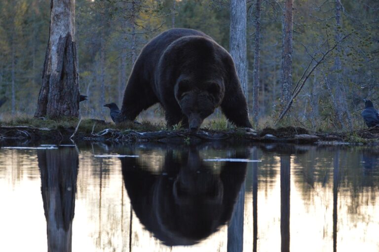 What is the National Animal of Finland? - True Scandinavia