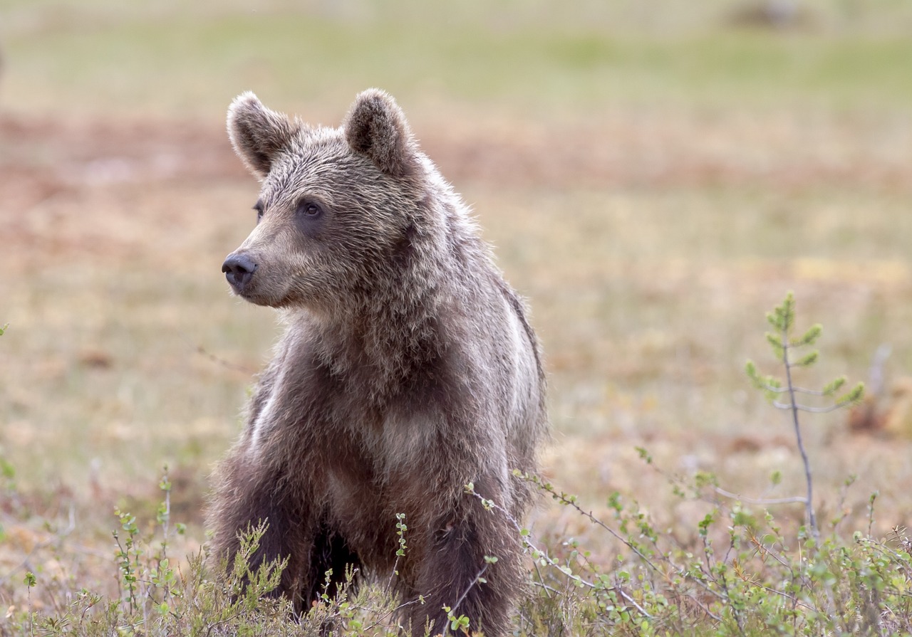 What is the National Animal of Finland? - True Scandinavia